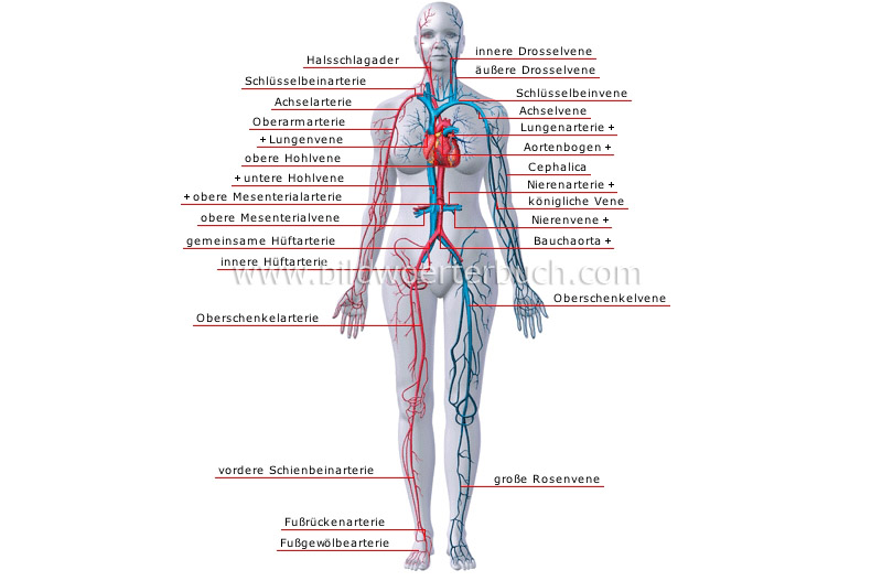 Mensch Anatomie Blutkreislauf Die Wichtigsten Venen Und Mensch Anatomie Blutkreislauf Die Wichtigsten Venen Und
